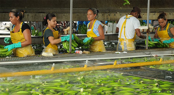 "Día del trabajador bananero" sería el 4 de agosto