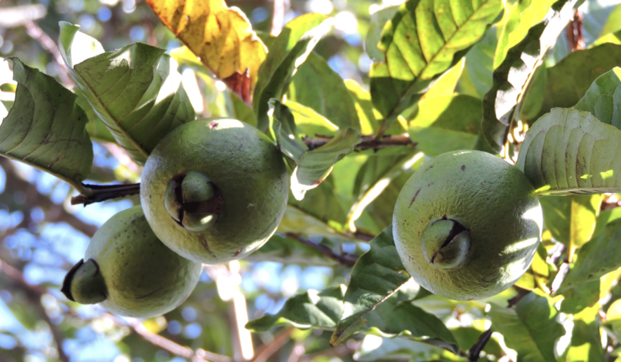 Tropical comprará a productores costarricenses sus cosechas de cas para ...