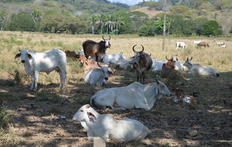 El sector pecuario en América Latina y el Caribe