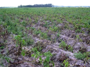 Reutilice la broza del café de la mañana para su jardín