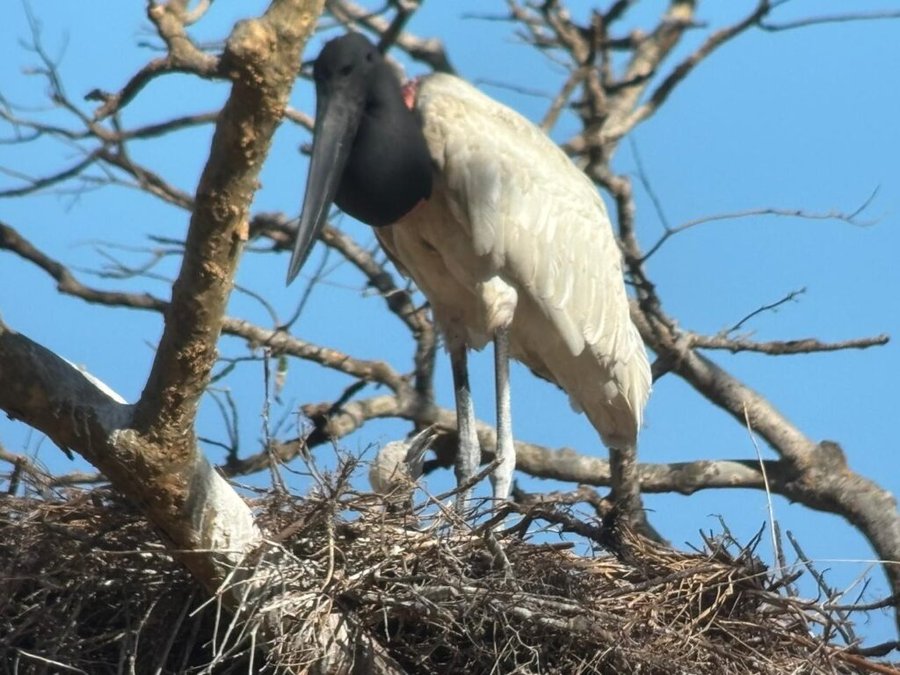 UNED lidera programa de conservación del jabirú, ave en peligro de ...